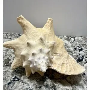 Fish | Queen Conch Sea Shell 9 Large Pink Beach Coastal Decoration ...